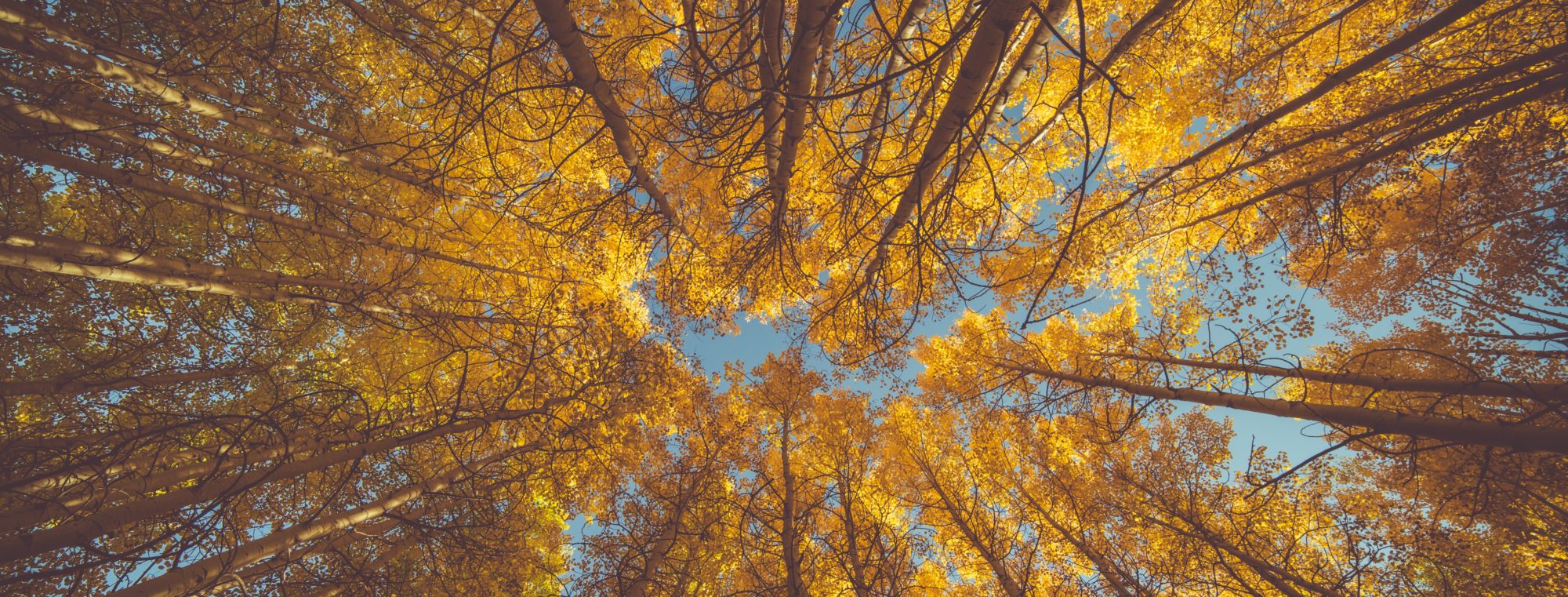cropped-Yellow-trees.jpg – Meyer Psychological Services, LLC